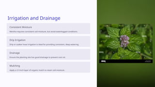 Mentha cultivation by Arjun rajguru RLBCAU | PPTX