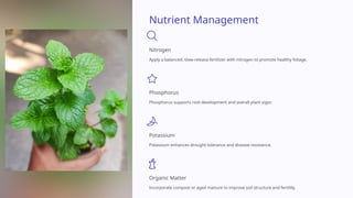 Mentha cultivation by Arjun rajguru RLBCAU | PPTX