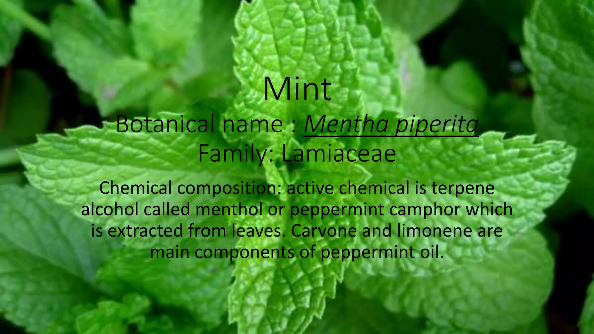 Mentha health benefits | PPTX