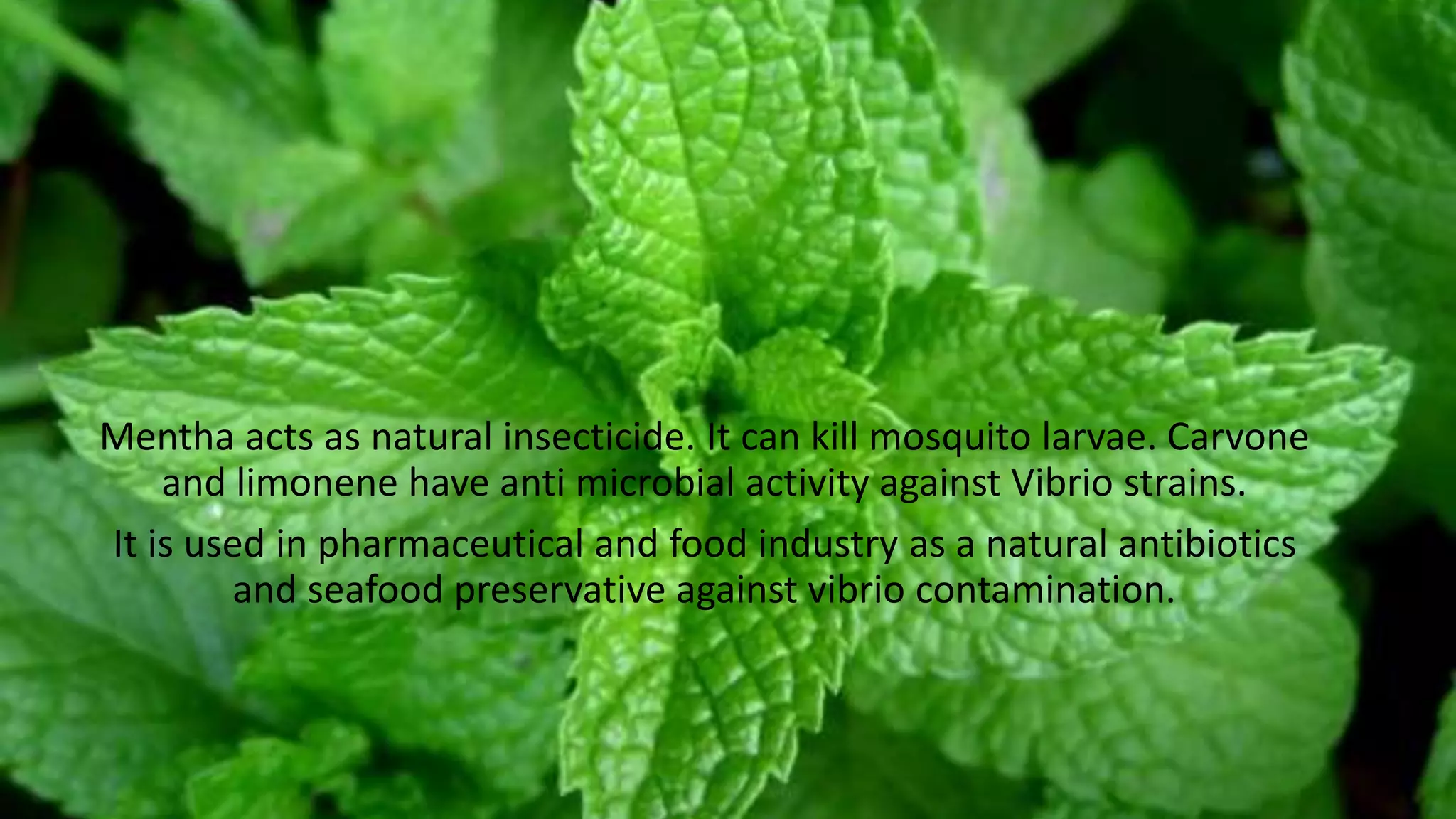 Mentha health benefits | PPT