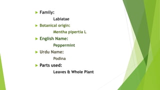 Mentha Piperita Structure