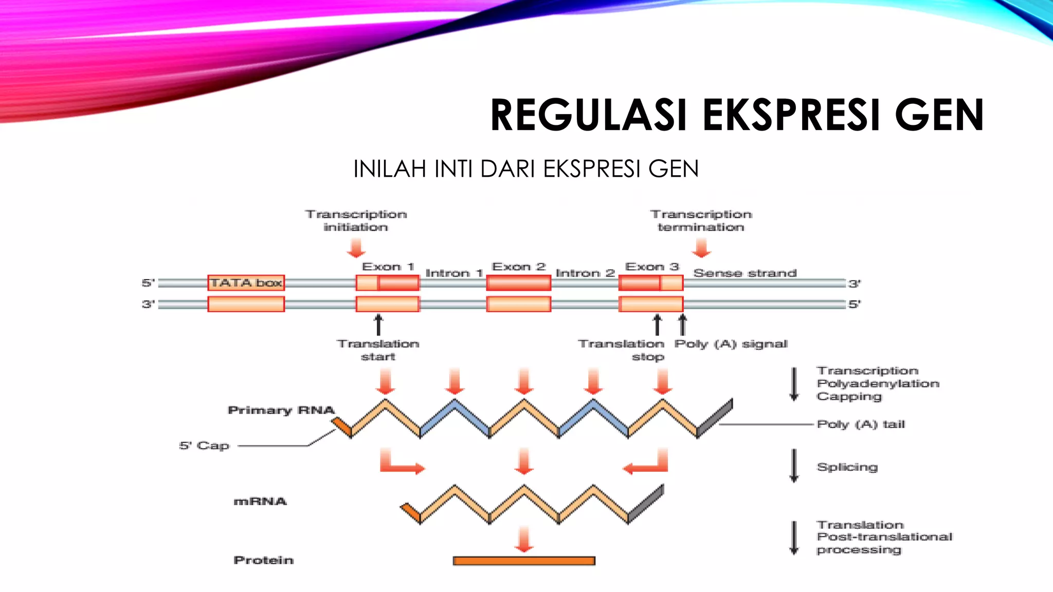 C18 Regulasi Ekspresi Gen | PDF