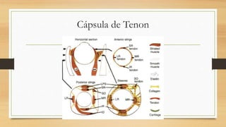 Anatomia Fisiologia MEO | PPTX