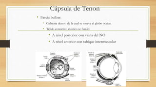 Anatomia Fisiologia MEO | PPT