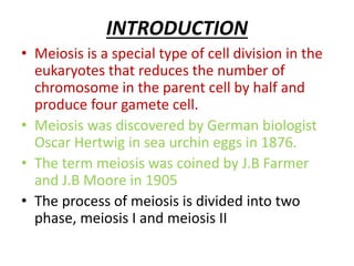 Meoisis | PPT