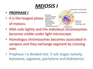 Meoisis | PPT