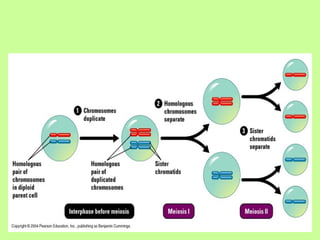 Meosis | PPT