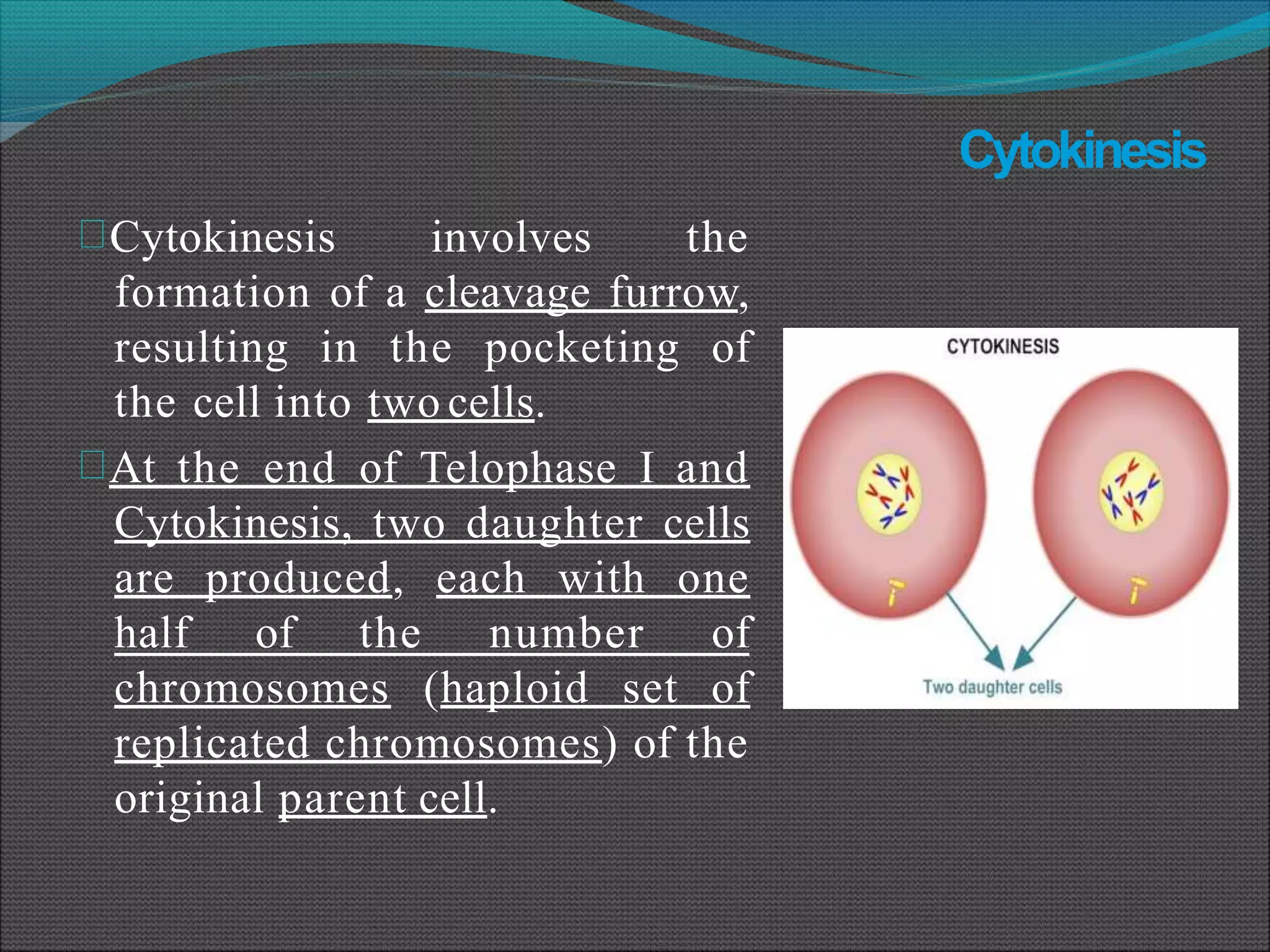 Cell division meosis- | PPTX