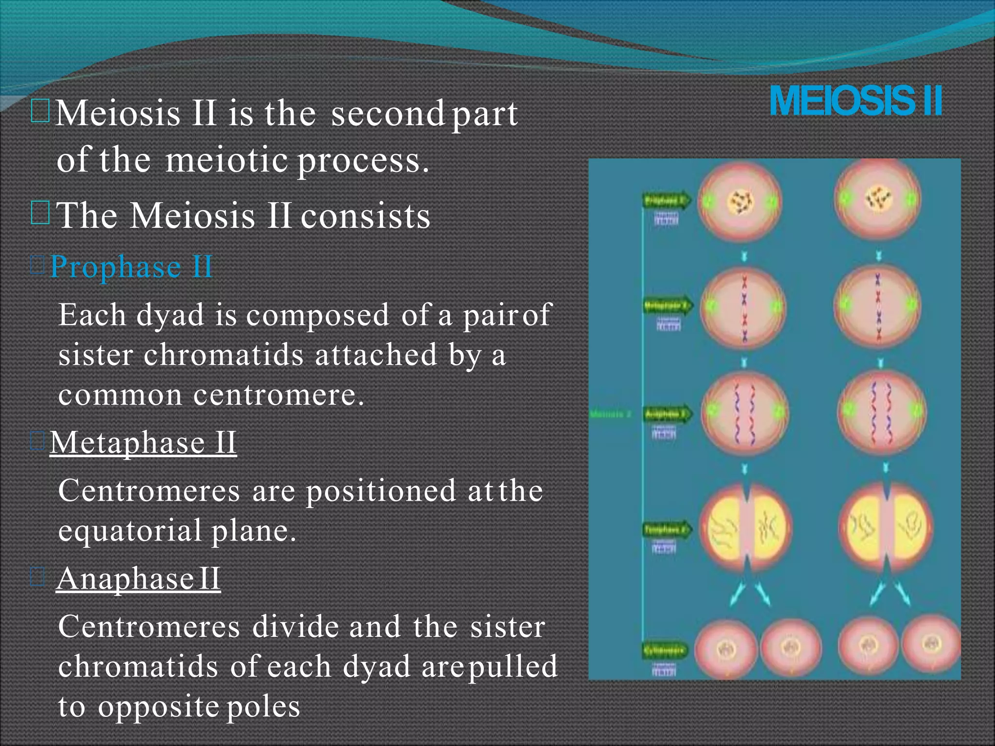 Cell division meosis- | PPTX