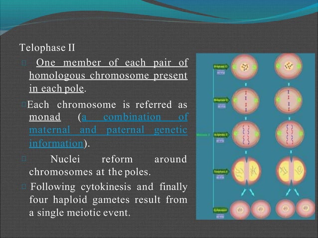 Cell division meosis- | PPT