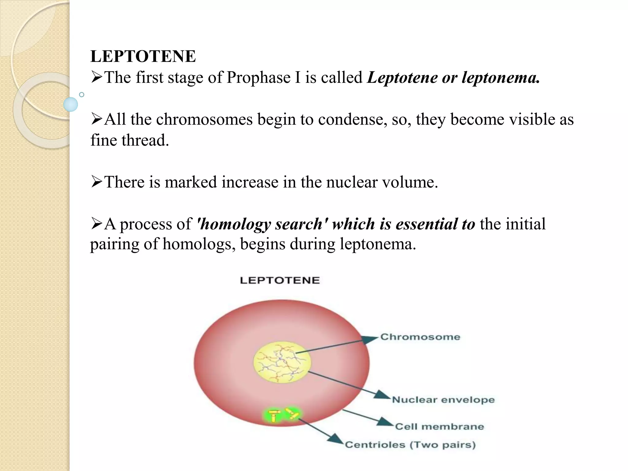 Meosis cell division | PPTX