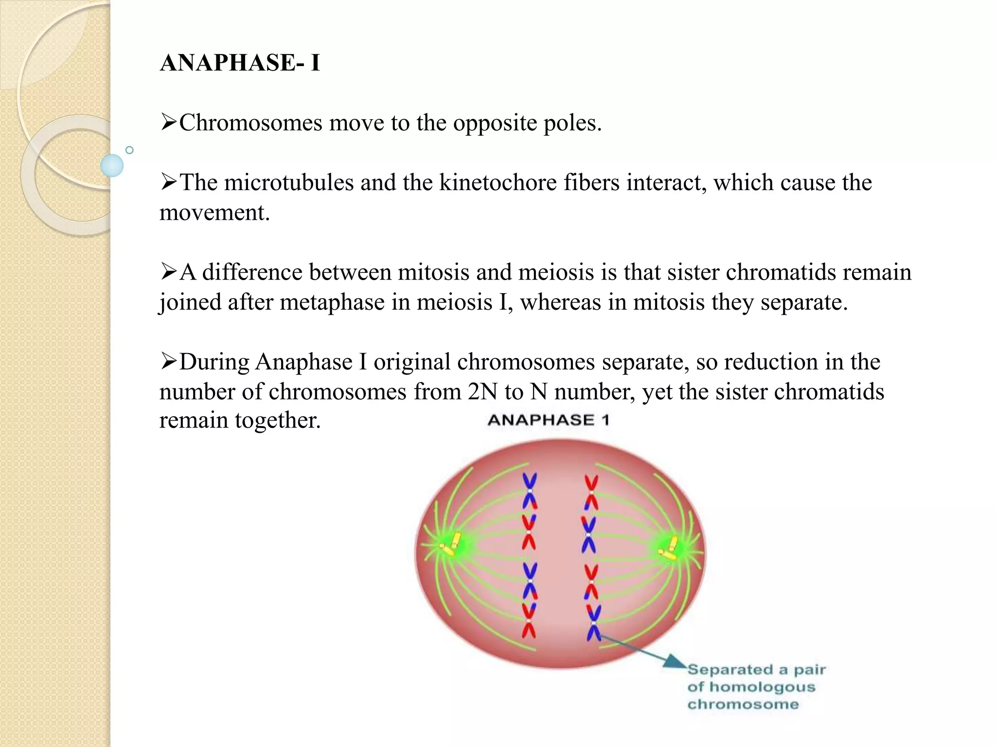 Meosis cell division | PPTX