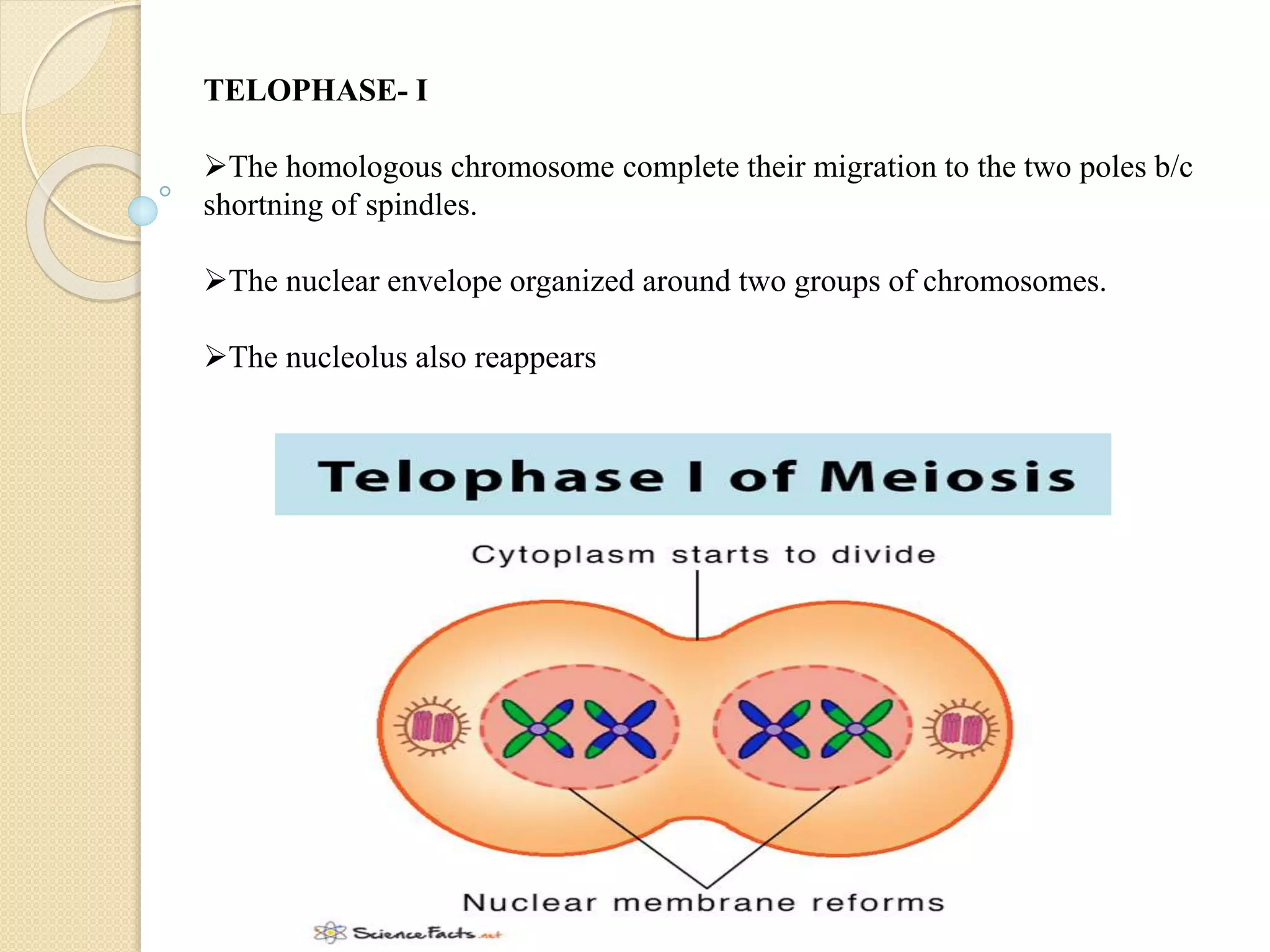 Meosis cell division | PPTX