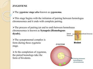 Meosis cell division | PPTX