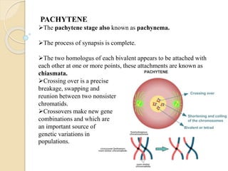 Meosis cell division | PPTX