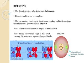 Meosis cell division | PPTX