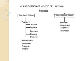 Meosis cell division | PPTX