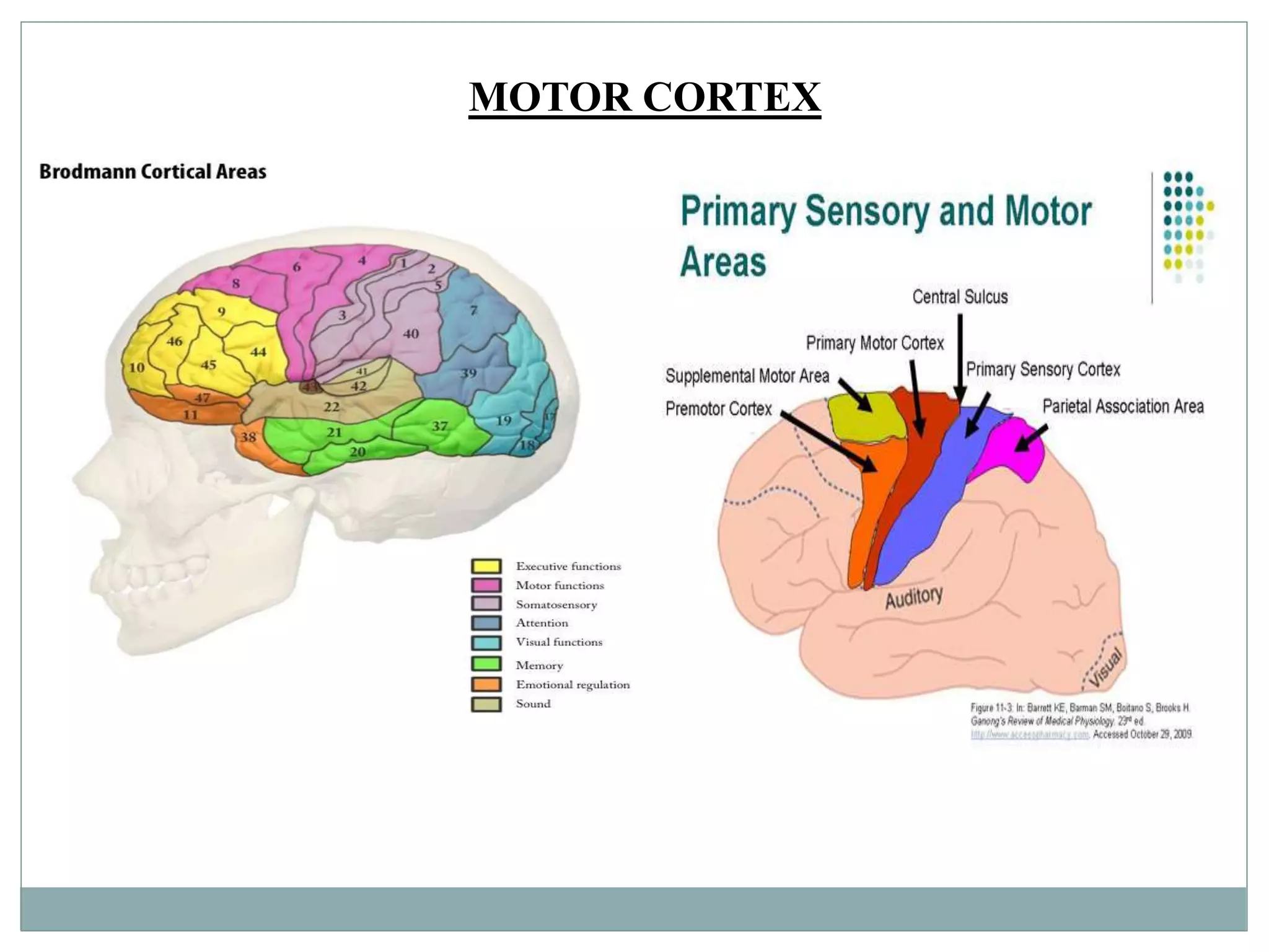 Motor evoked potentials - IONM Basics | PPTX