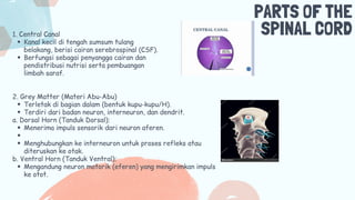 Power Point Spinal Cord Biology Education.pdf