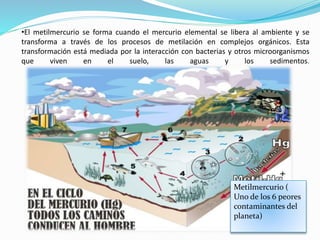Mercurio y sus efectos en el ecositema | PPTX