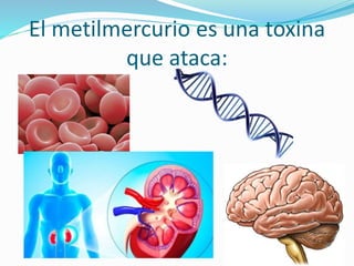Mercurio y sus efectos en el ecositema | PPTX