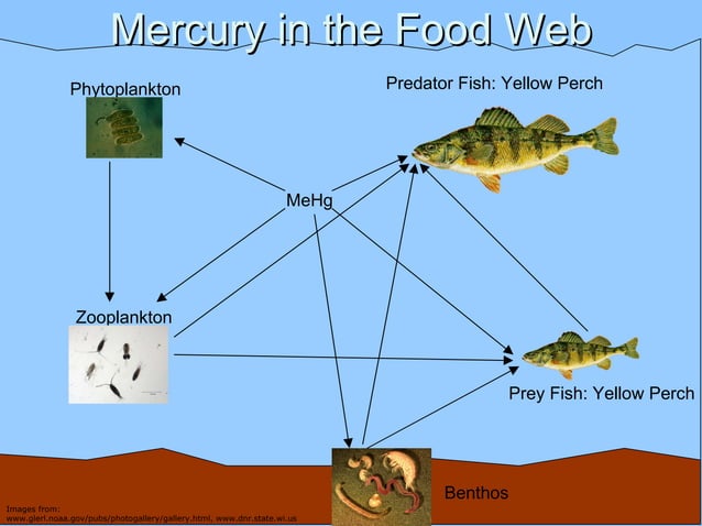 Mercury Processes | PPT | Chemistry | Science