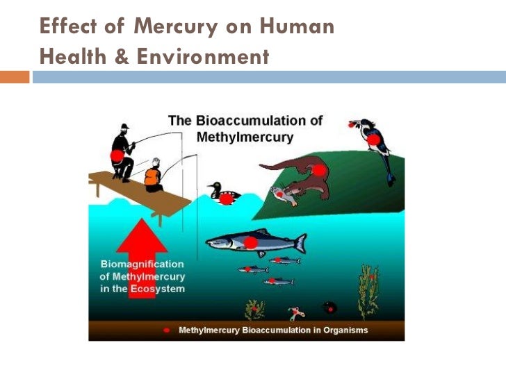Mercury Effects On Humans