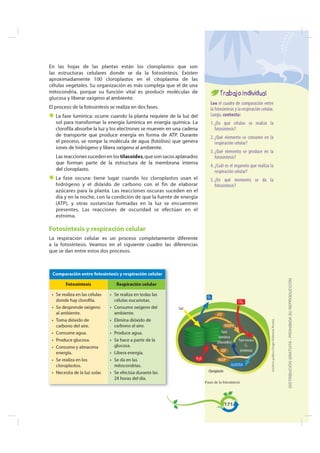 Fotosíntesis y respiración celular | PDF