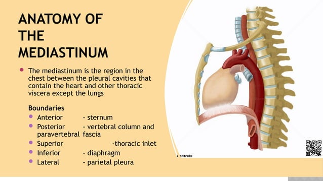 Anterior Mediastinal masses Presentation.PPT