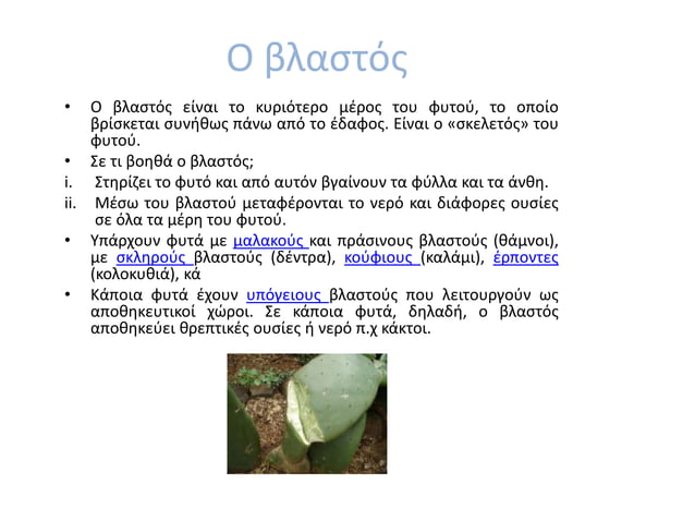 Merh fytou | PPT