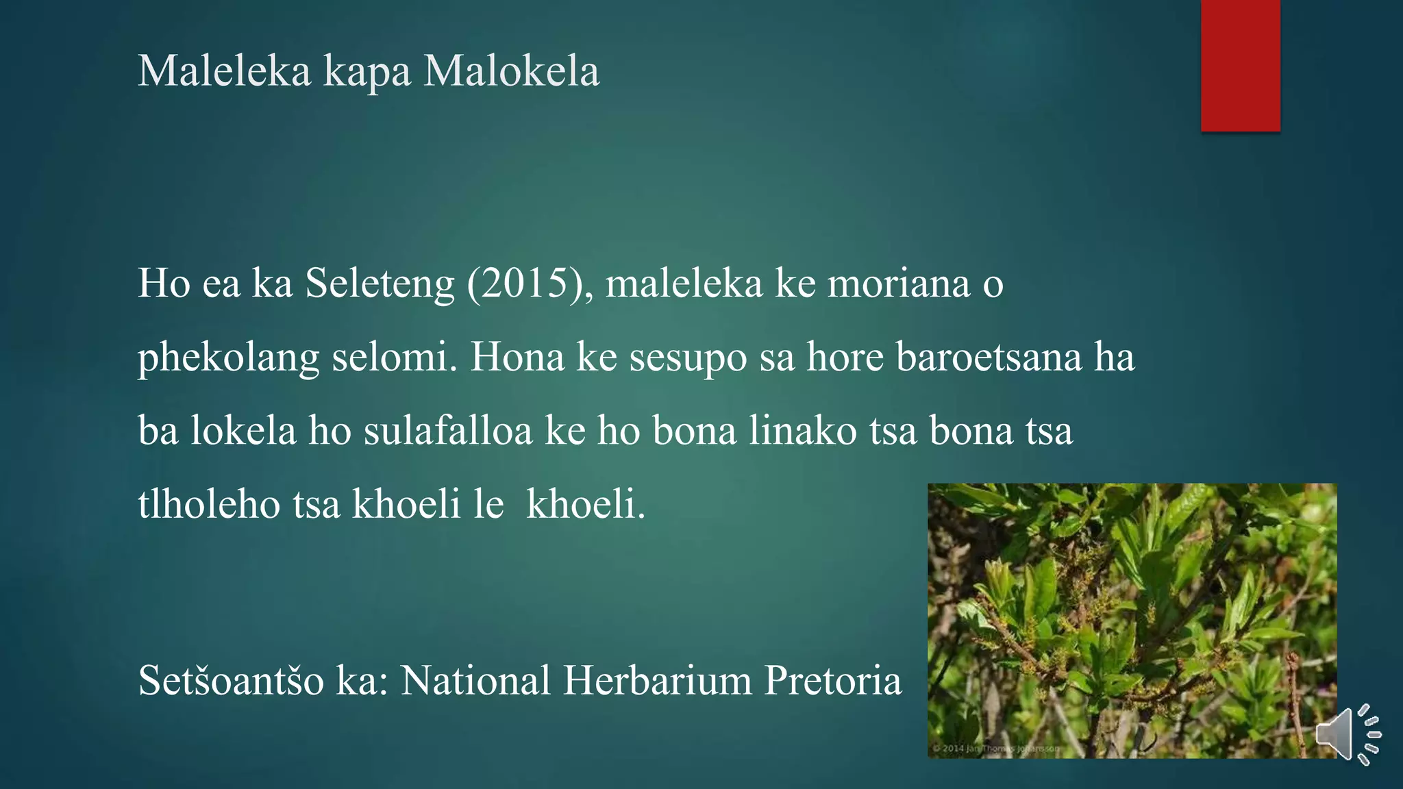 Meriana ea basali le baroetsana ba basotho video slide | PPTX