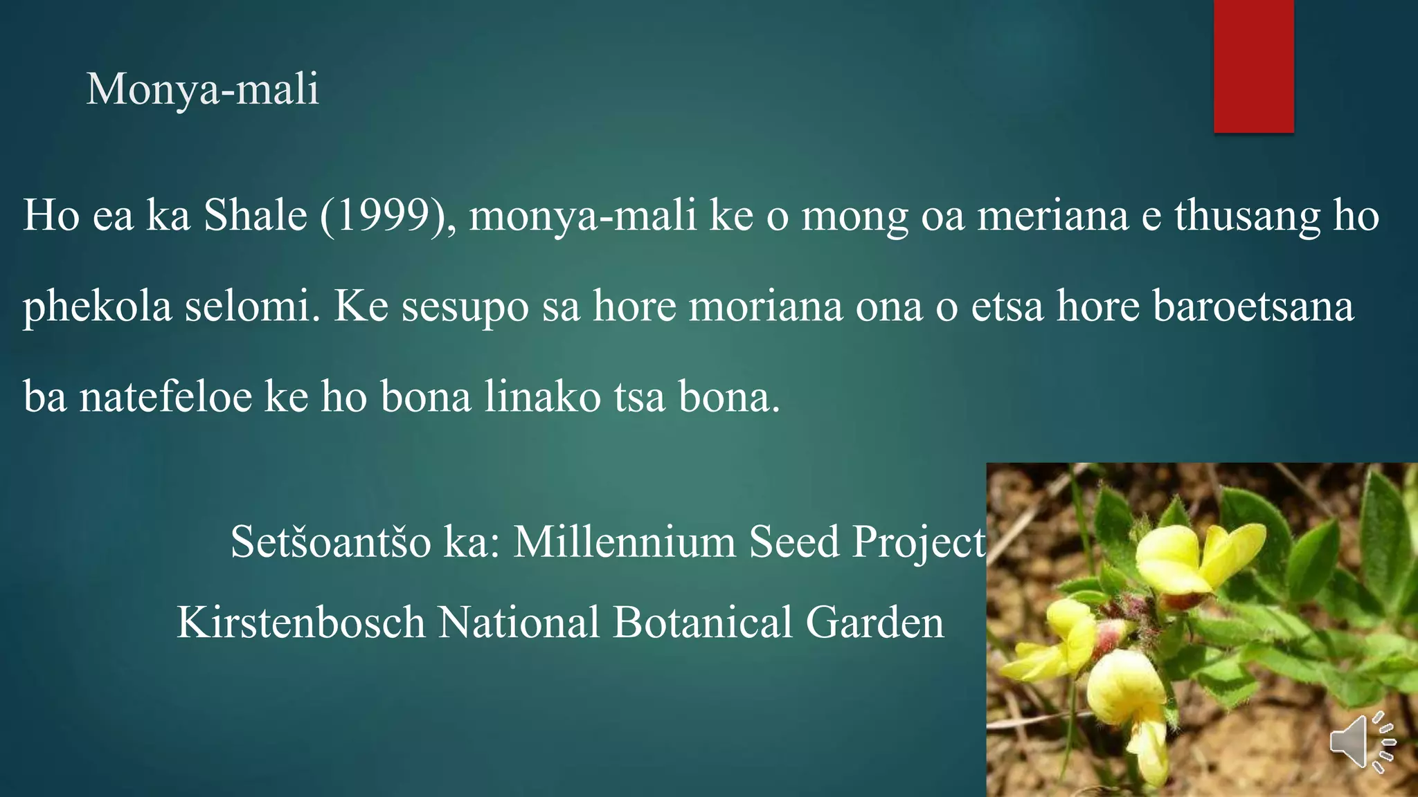 Meriana ea basali le baroetsana ba basotho video slide | PPTX
