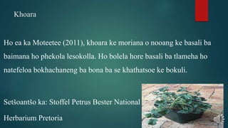 Meriana ea basali le baroetsana ba basotho video slide | PPTX