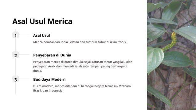 Merica-Sejarah-dan-Manfaat kegunaan.pptx