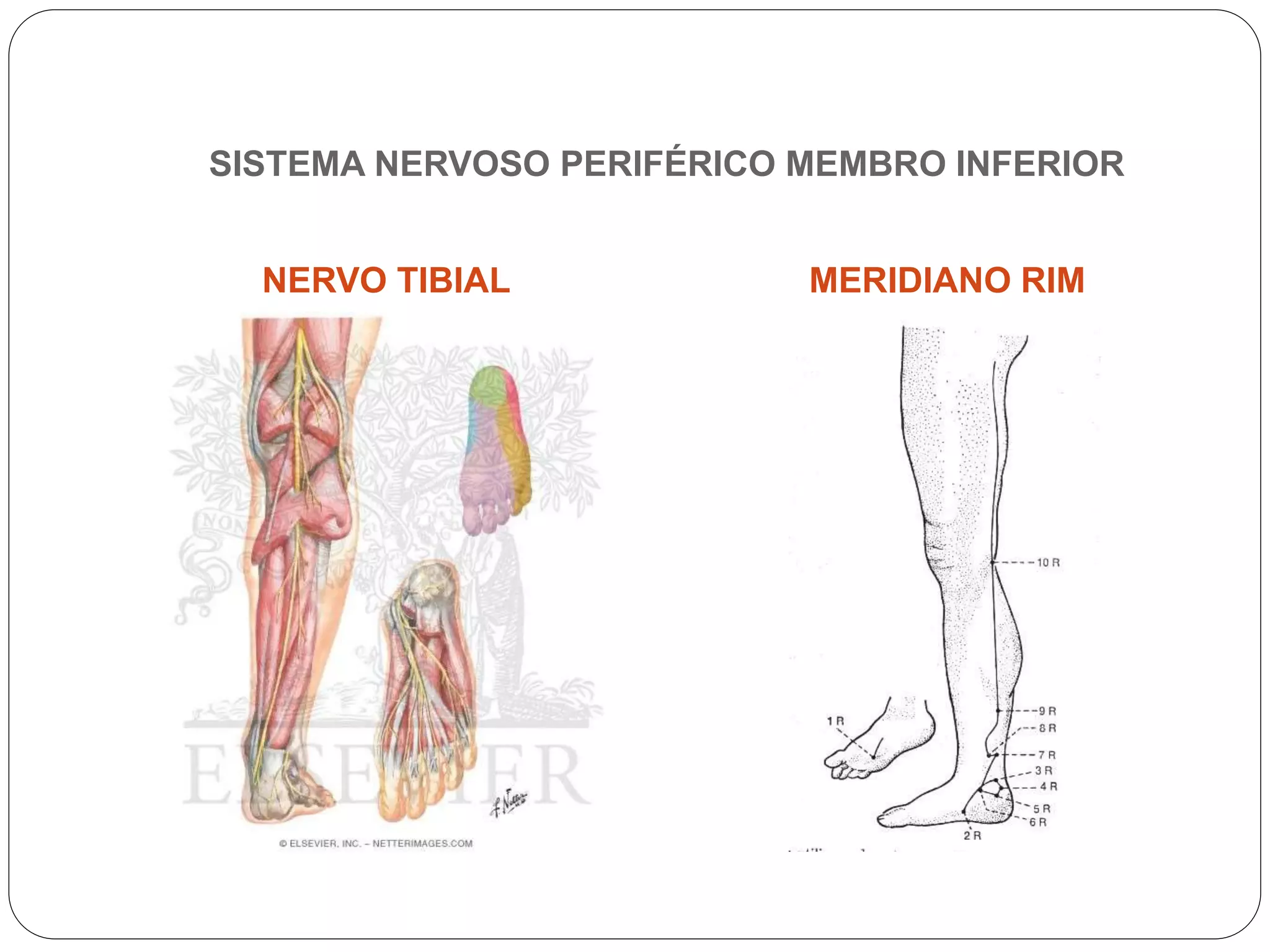 Meridianos e sistema nervoso. terminado | PPTX | Brain and Nervous ...