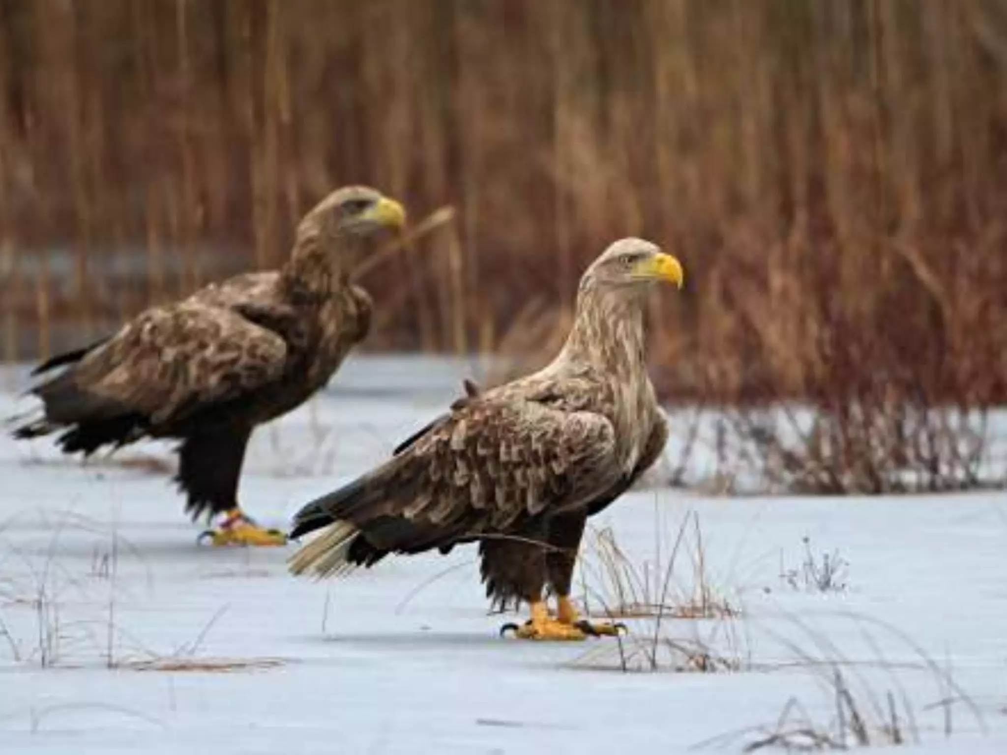 Merikotkas saari anete loog doris vahtra 6.c | PPTX