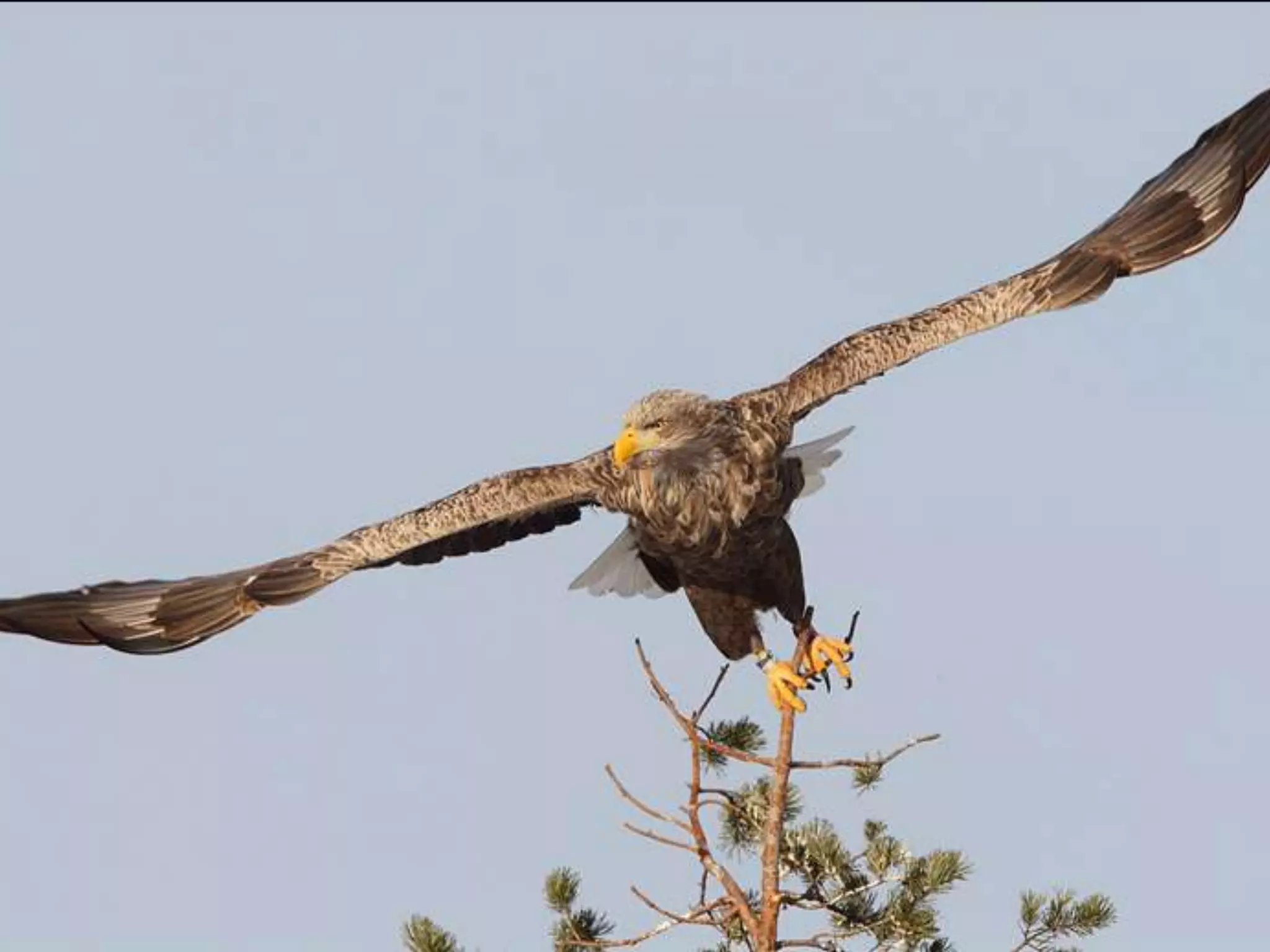 Merikotkas saari anete loog doris vahtra 6.c | PPTX