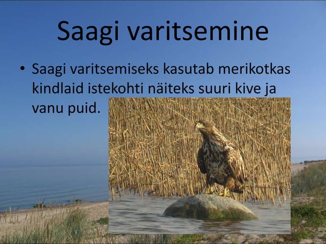 Merikotkas saari anete loog doris vahtra 6.c | PPTX