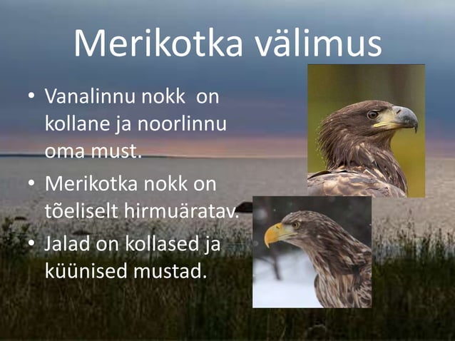 Merikotkas saari anete loog doris vahtra 6.c | PPTX