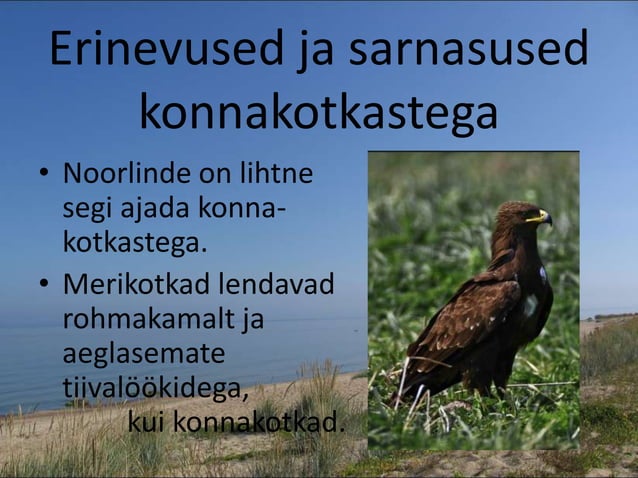 Merikotkas saari anete loog doris vahtra 6.c | PPTX