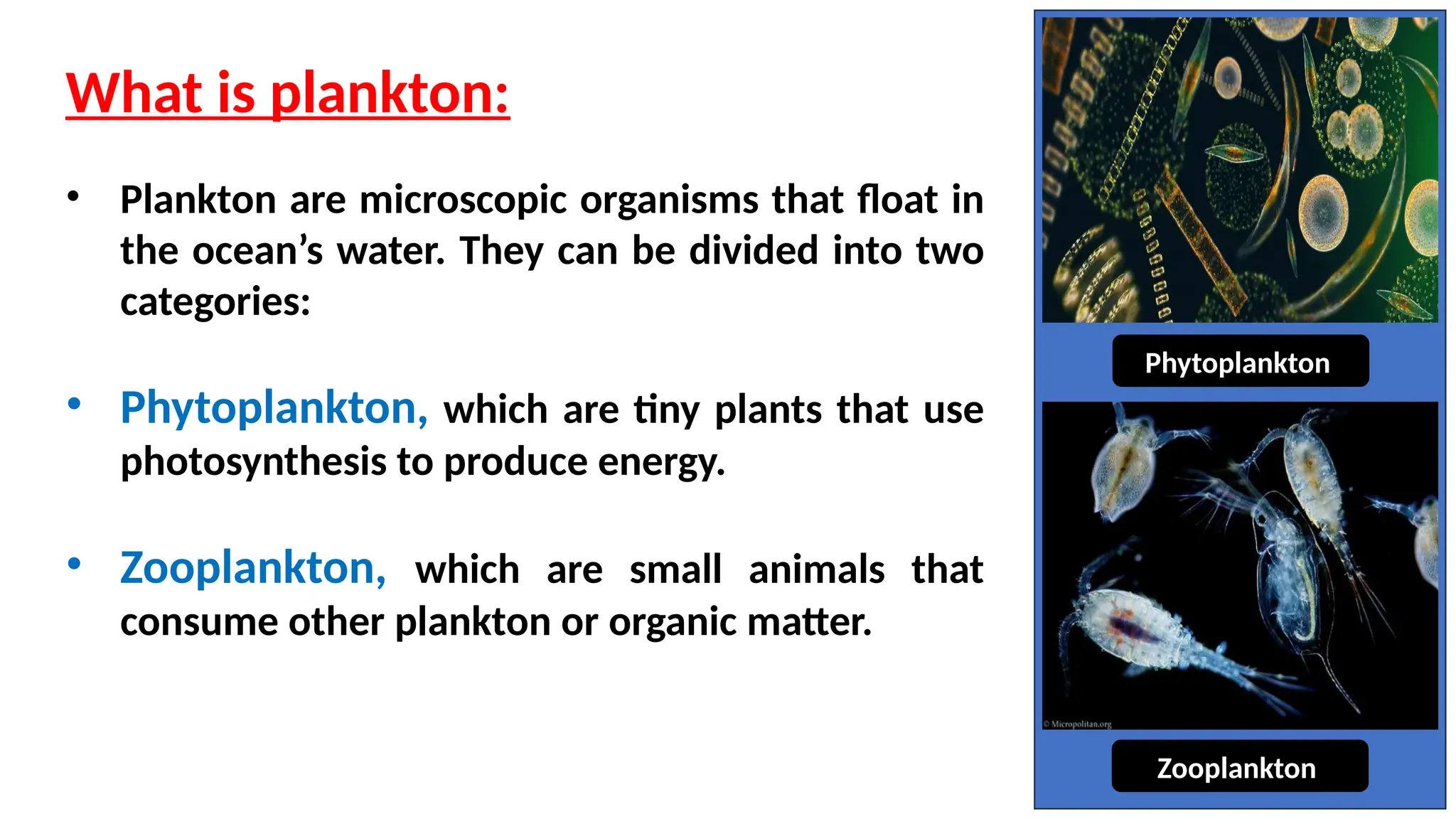 GEOGRAPHICAL & SEASONAL VARIATION OF PLANKTON PRODUCTION IN MARINE ...
