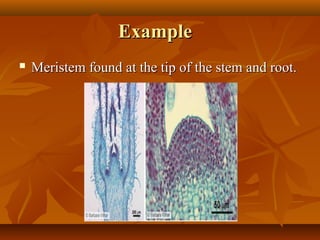 Meristem | PPT