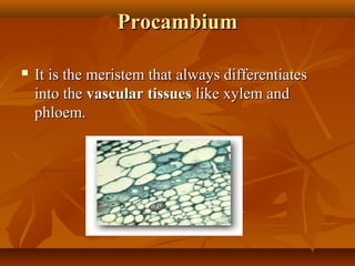 Meristem | PPT