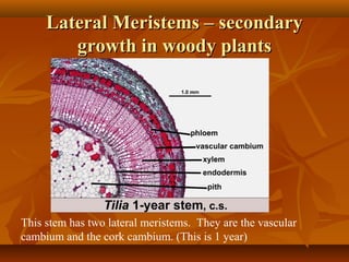 Lateral Meristem