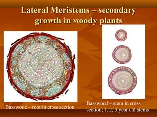 Lateral Meristem