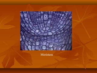 Meristematic Tissue Under Microscope