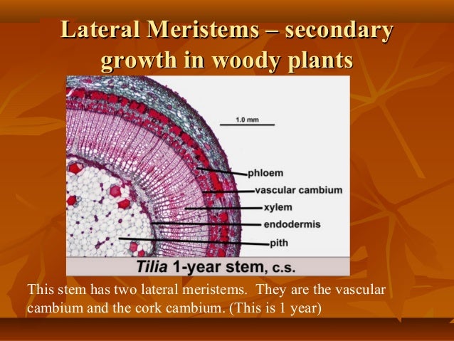 Meristem