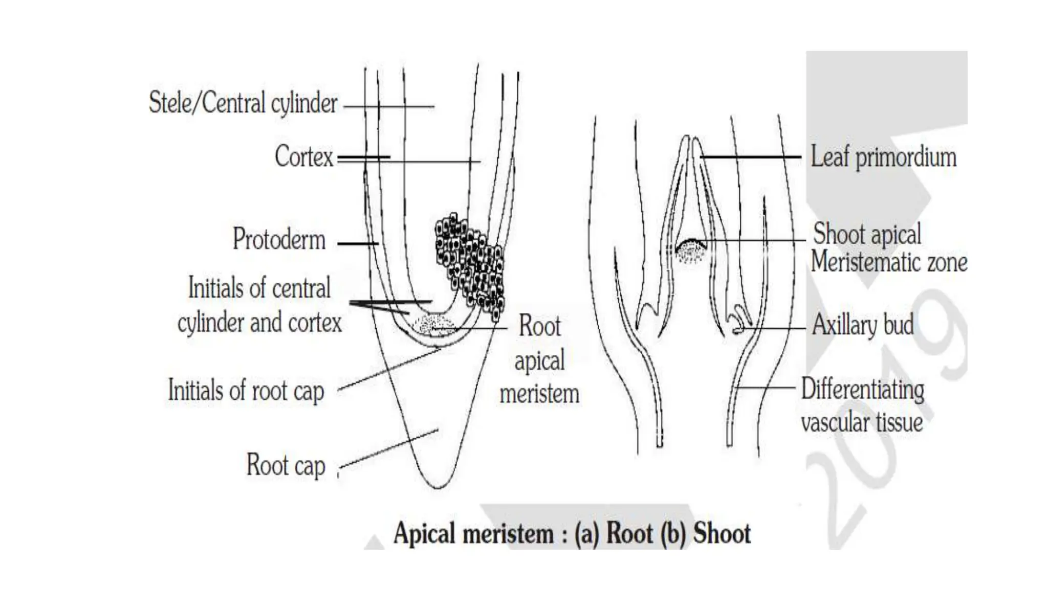 COMPOSITION/ORGANISATION OF APICAL MERISTEM.pptx