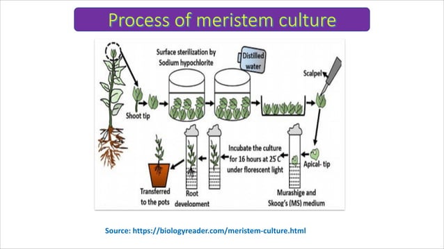 meristem tissue culture with media preparation in it | PPT