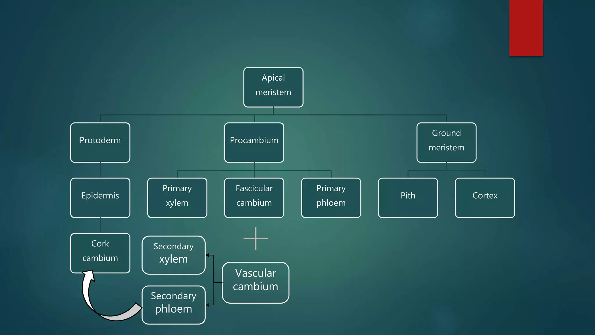 Meristematic tissue types and classification. | PPTX